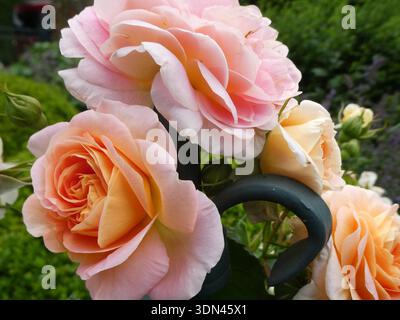 Delicate pink peach flowers appear on branches, life to garden in ...