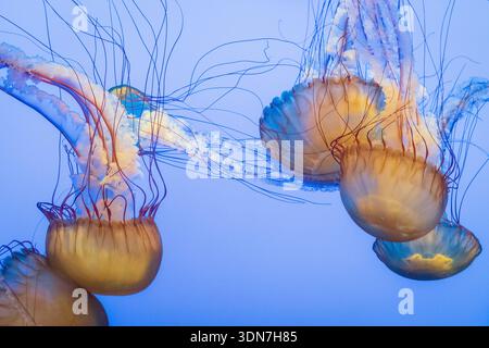 Vibrant orange jellyfish with long tentacles floating in dark blue ...