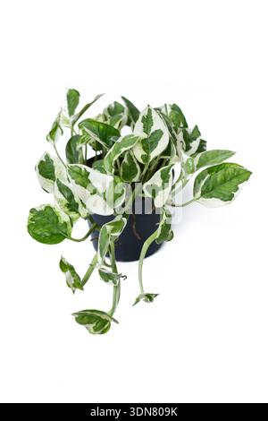 'Epipremnum Aureum N'Joy' pothos houseplant with white and green ...