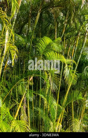 Areca Palm (Dypsis lutescens) also known as bamboo palm, golden cane ...