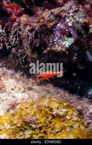 The cardinalfish (Apogon imberbis), also known as the Mediterranean ...