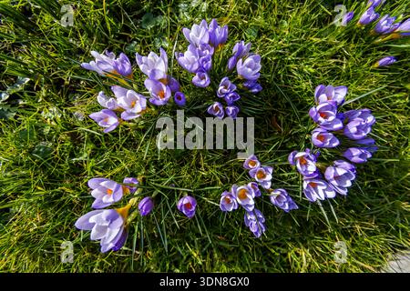 09 February 2026, Baden-Württemberg, Freiburg: Crocuses can be seen in ...