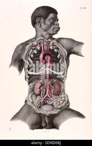 Cadaver dissection showing the thorax Stock Photo - Alamy