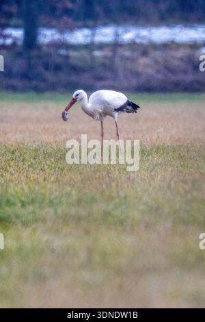 10 February 2026, Bavaria, Lahm: A stork searches for food in a wet ...