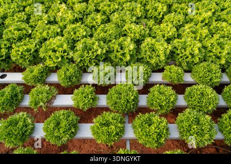 Hydroponic farming and organic agriculture concept with child hands ...