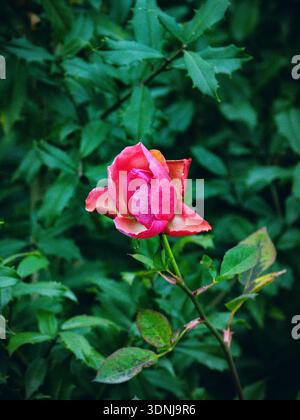 A pink, blooming rose in a city garden Stock Photo - Alamy