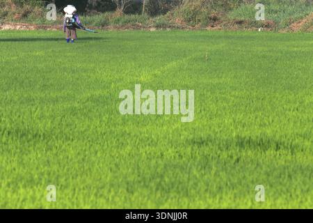 A Thai farmer sprays fertilizers over his rice field during sunrise in ...