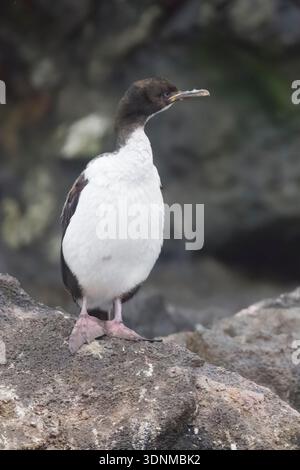 Auckland shag, Auckland Islands shag (Leucocarbo colensoi ...