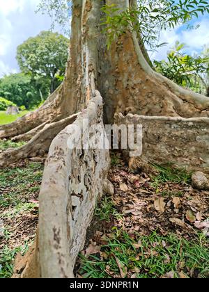 Massive trunk and buttress roots of an old Moreton Bay Fig Trees in ...