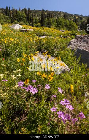 Richardson's geranium (Geranium richardsonii Stock Photo - Alamy