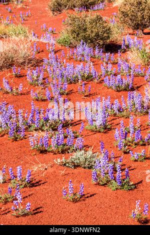 Rusty Lupine or Dwarf Lupine, Lupinus pusillus, growing in sand dunes ...