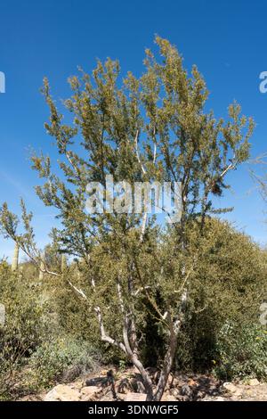 desert ironwood (Olneya tesota Stock Photo - Alamy