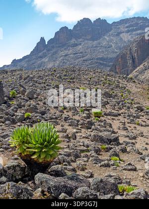 Giant Groundsels on the slopes of Mt Khilimanjaro Stock Photo - Alamy