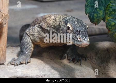 Sweden, Stockholm, Djurgarden, The animals of the zoo of Skansen Photo ...