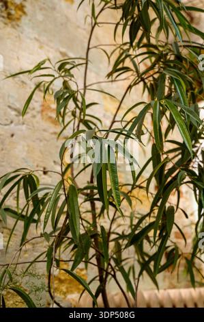 Tropical jungle ficus tree with long roots and spreading branches on ...