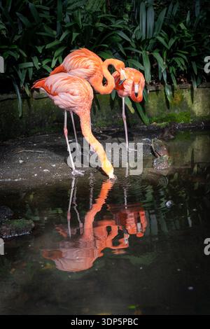 Flamingos in Monte Palace - Tropical Garden in Funchal city, capital of ...