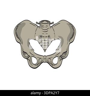 Medical illustration drawing of the sacroiliac joints linking the ...