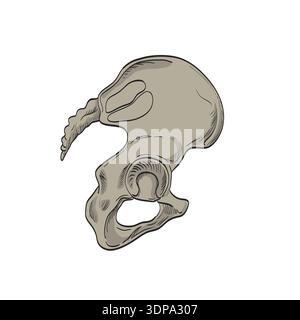 Medical illustration drawing of the sacroiliac joints linking the ...