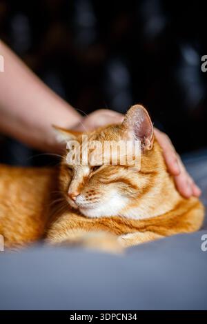 Orange tabby cat raising front paw with pink flea collar on black ...