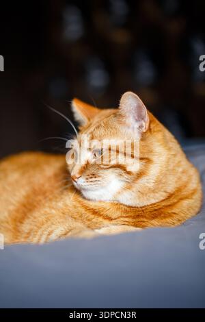Orange tabby cat raising front paw with pink flea collar on black ...