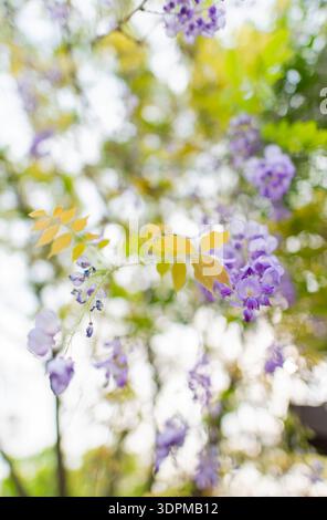 delicate light purple flowers with golden hearts, flowing green leaves ...