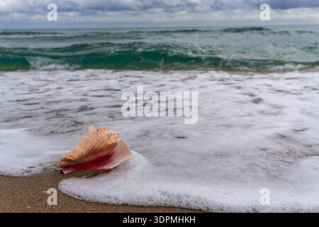 Large Queen Conch Shell on Pristine Tropical White Sand Beach with ...
