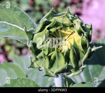 Sunflower just beginning to open Stock Photo - Alamy