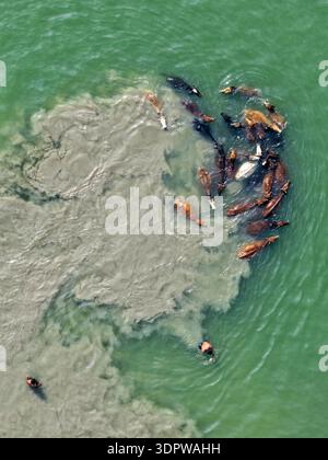 Gaibandha, Bangladesh - 15 February 2026: View of local men loading a ...