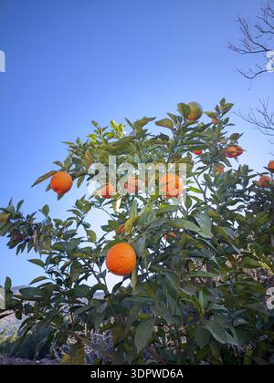 Orange fruit in clear blue water splashes Stock Photo - Alamy