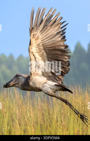Shoebill in flight, Mabamba swamp, Uganda Stock Photo - Alamy