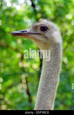 Common ostrich, Afrikanischer Strauß, autruche d’Afrique, Struthio ...