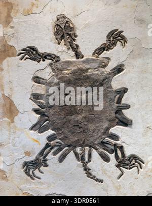Fossil Softshell Turtle - Green River Formation - Eocene - Wyoming ...