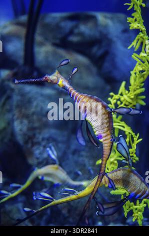 The common seadragon or weedy seadragon (Phyllopteryx taeniolatus) is a ...