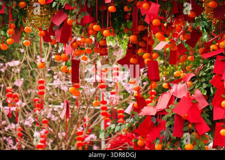 View of Lam Tsuen Wishing Tree on February 17, 2026 in Tai Po, New ...