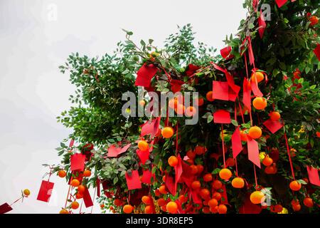View of Lam Tsuen Wishing Tree on February 17, 2026 in Tai Po, New ...