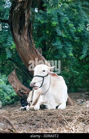 ox sitting in field in shade with canada geese Stock Photo - Alamy