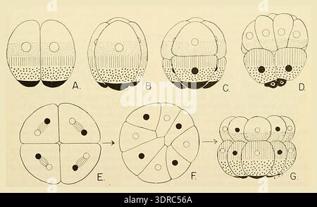 This 1953 figure by Olin E. Nelsen shows presumptive organ-forming ...