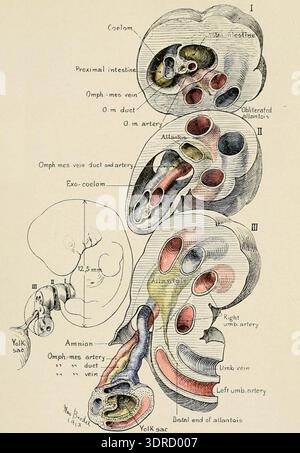 This 1916 diagram by Thomas Stephen Cullen presents a human embryo ...