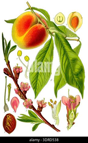 This image shows a Prunus persica, or peach tree, in bloom. Captured on ...
