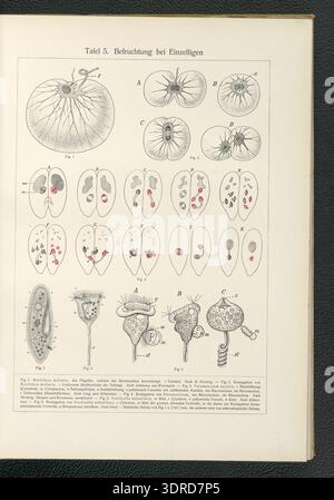 This work provides an analysis of the comparative anatomy of ...