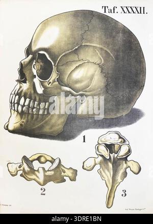 Human skull bones anatomy diagram illustration Stock Photo - Alamy