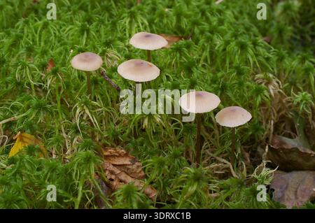 sphagnum greyling (Sphagnurus paluster) Fungi Stock Photo - Alamy