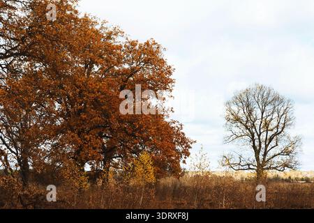 Collage of Autumn Landscape Showing Trees and Open Field Under Cloudy ...