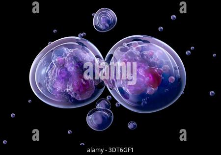Illustration of cytokinesis (cell division). Division of a cell's ...