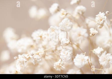 Gypsophila dry romantic little white flowers wallpaper macro Stock ...
