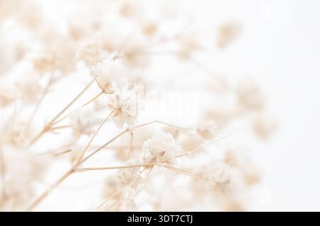 Gypsophila elegant beige small flowers with natural blur background ...