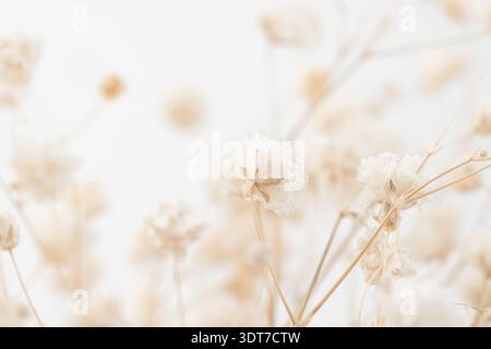 Gypsophila elegant beige small flowers with light clean background and ...
