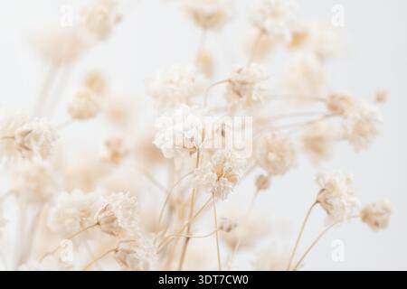 Gypsophila elegant beige small flowers with light clean background and ...