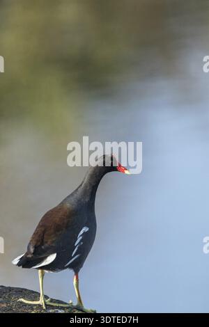 Common moorhen Gallinula chloropus perches on a rock over a pond in ...