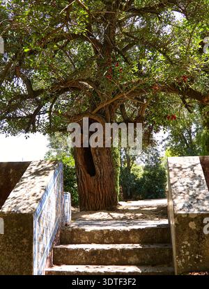 A large tree stands with a hollow trunk in Ormskirk, surrounded by ...